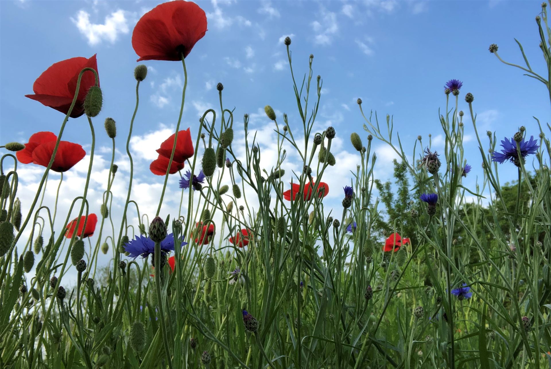 Holz - das kleine Yang - Shao Yang